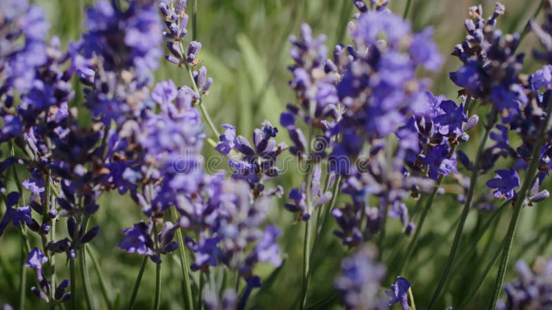 Bees in a Lavender Field Collect Nectar. Stock Video - Video of nature ...