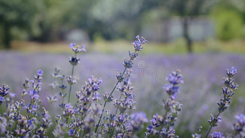Bees in a Lavender Field Collect Nectar. Stock Footage - Video of aroma ...
