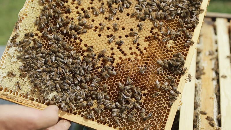 Beekeeper with Honeycomb in Hand Stock Video - Video of person, nature ...