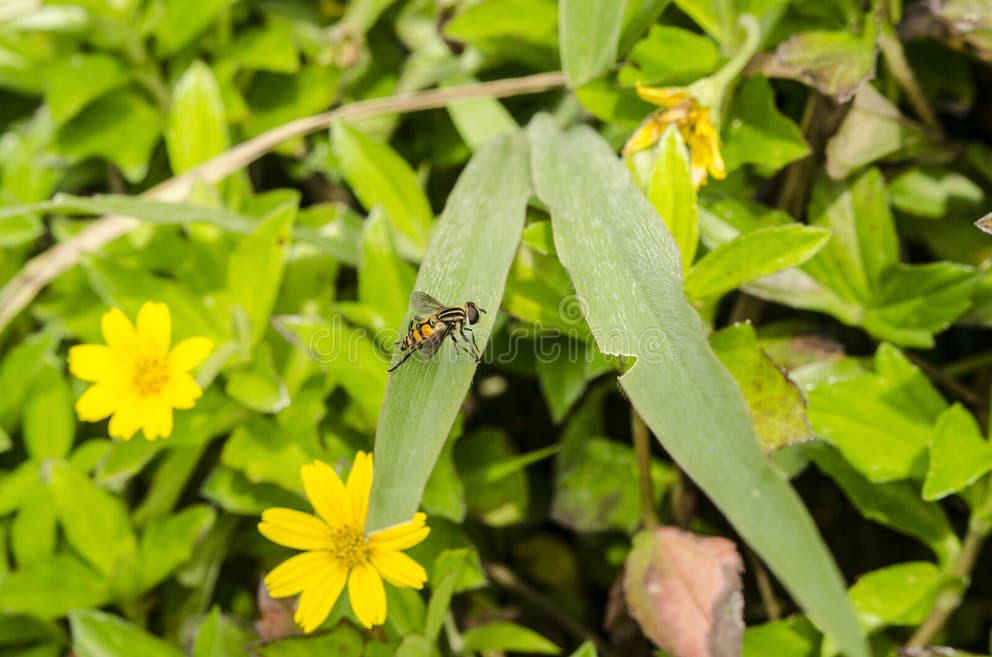 Bees stock image. Image of flowers, java, animals, indonesia - 85664669
