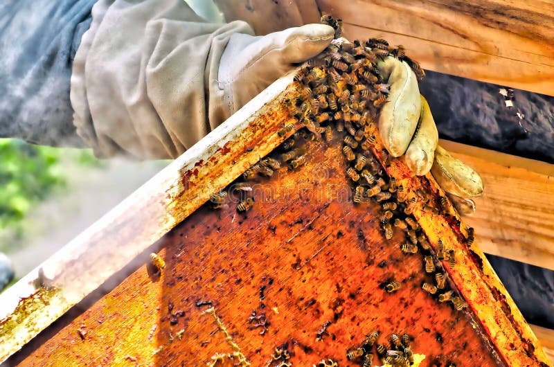 Bees on the Lid of the Beehive Stock Photo - Image of produce, beehive ...