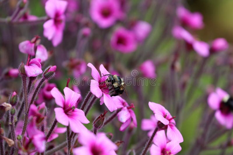 A bees life stock photo. Image of pink, insect, purple - 98152560