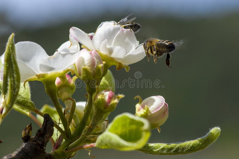 Bees Looking for Pollen or Nectar among the First Spring Flowers Stock ...
