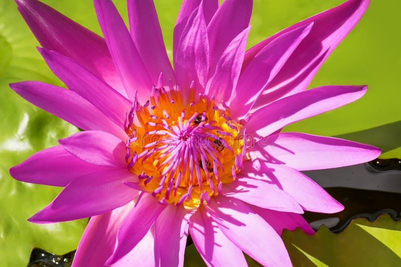 Bees on lotus stock image. Image of hive, flying, flowers - 119766237