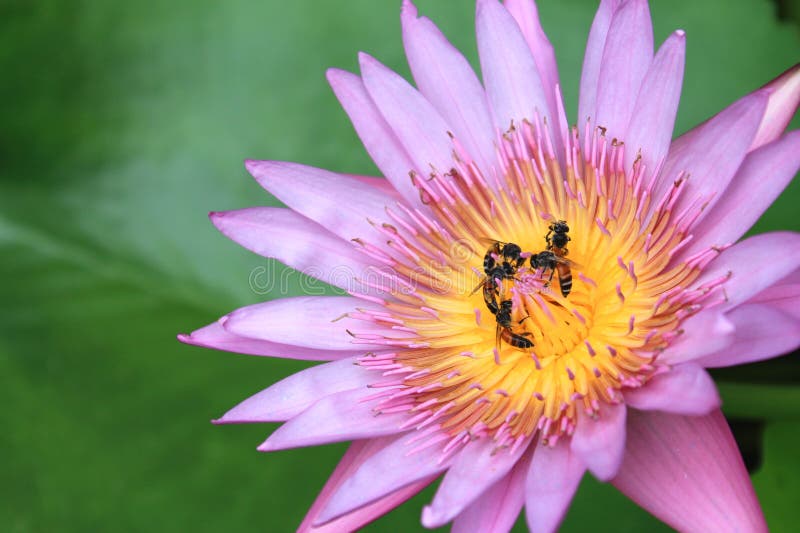 Bees with lotus stock image. Image of nature, lotus, bees - 64242217