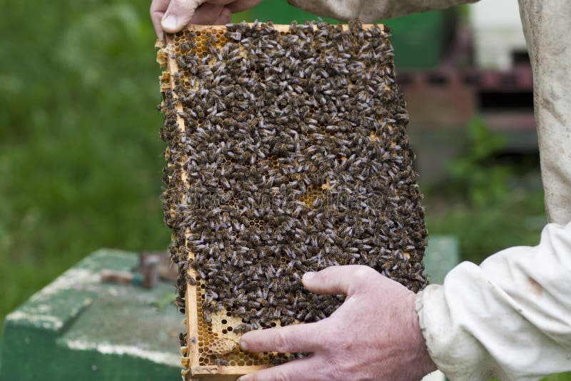 Bees making honey stock photo. Image of beekeeping, insects - 25398500