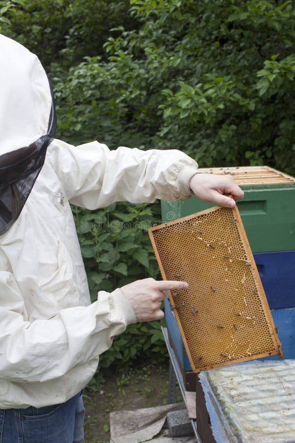 Bees making honey stock image. Image of hive, queen, male - 25398559