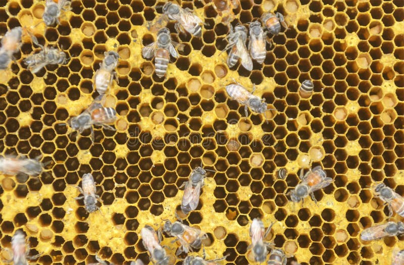 Bees stock image. Image of hexagonal, insect, agricultural - 78964743