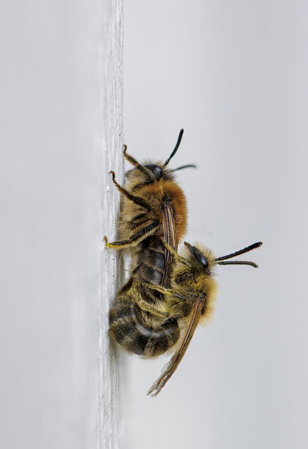 2 Bees Mating on a White House Wall Stock Photo - Image of green ...