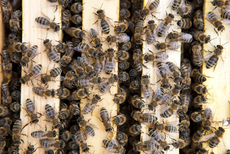 Bees stock photo. Image of sugar, beekeeping, grass, insects - 48678574