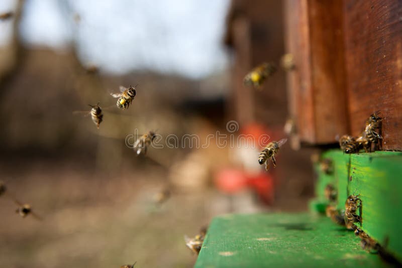 Bees stock image. Image of nature, producer, summer, beekeeping - 48678593