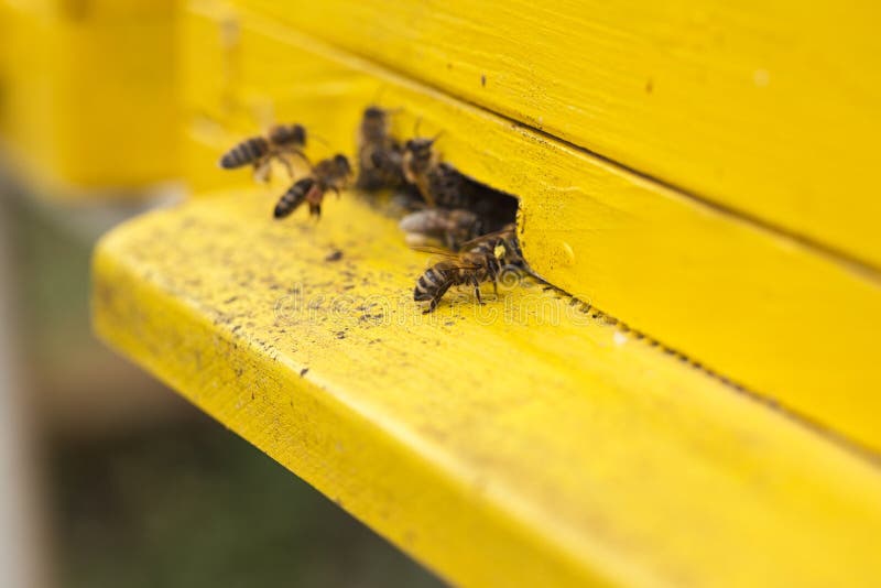 Close Up Bees Moving into a Beehive Stock Photo - Image of agriculture ...