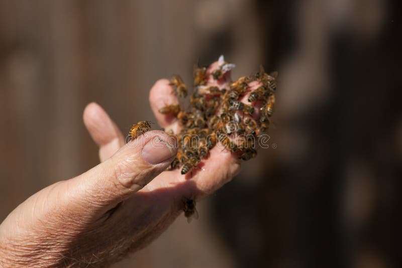 Bees on my hand stock image. Image of swarming, honey - 67799857