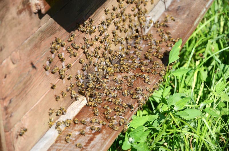 Bees near a beehive stock photo. Image of healthy, honeybee - 20553316