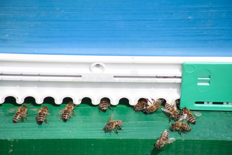 Bees Near the Beehive. a Group of Insects Living in a Hive. Stock Image ...