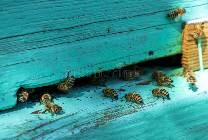 Blue hive stock photo. Image of apiculture, hive, wood - 865768