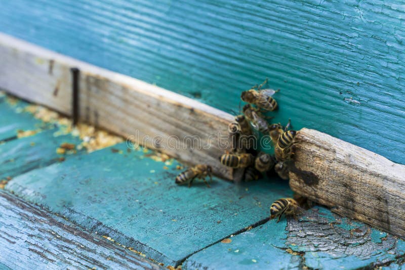 Blue hive stock photo. Image of apiculture, hive, wood - 865768