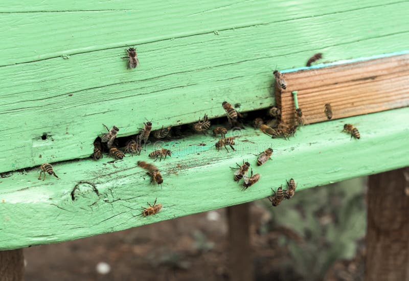 Bees near the green hive stock image. Image of entrance - 222214037