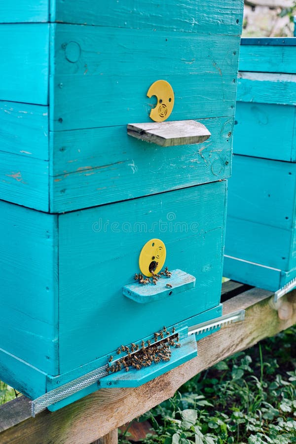 Bees Near Hive Small Home Apiary Close Up Stock Photos - Free & Royalty ...