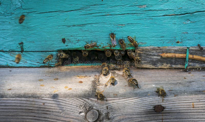 Blue hive stock photo. Image of apiculture, hive, wood - 865768