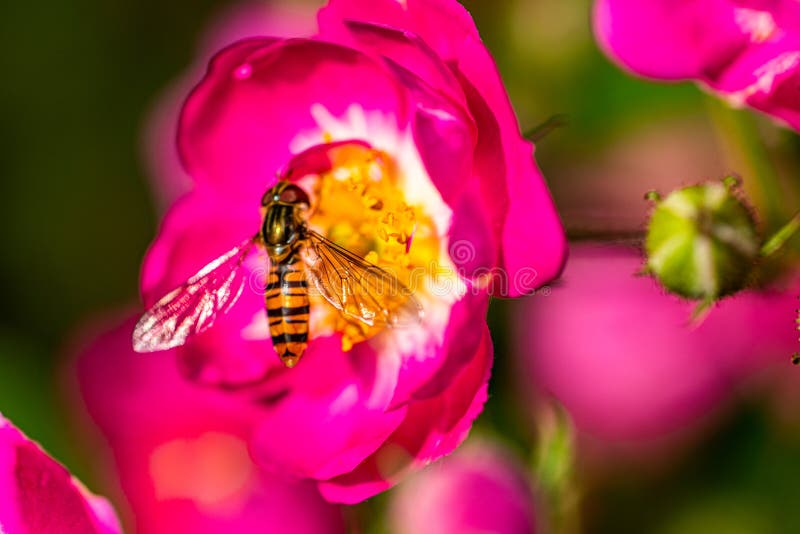 Beautiful bee stock photo. Image of honeybee, beauty - 255726354