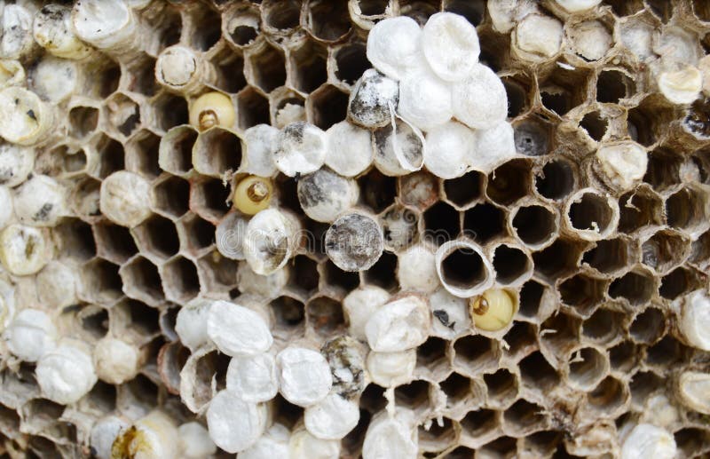 Bees nest stock photo. Image of miniature, animal, eggs - 37683848