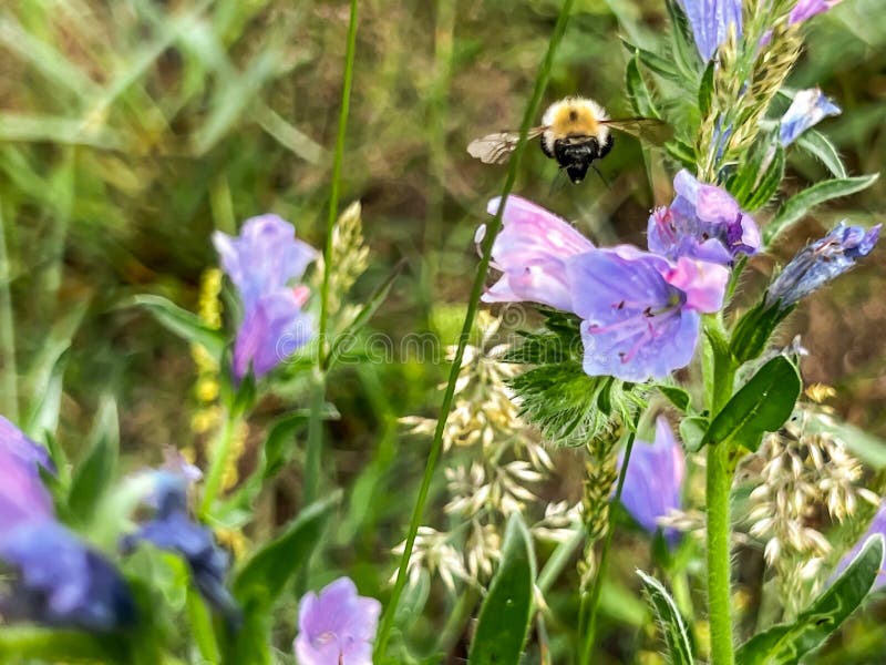 Bees and Other Insects Close-up on a Blue Flower Growing at the Edge of ...