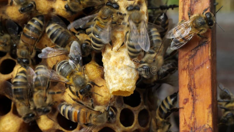 Bees Care for Larvae of Queen Bee. Stock Footage - Video of dump ...