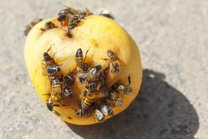 Bees on pear stock image. Image of buzz, pear, insect - 268468539