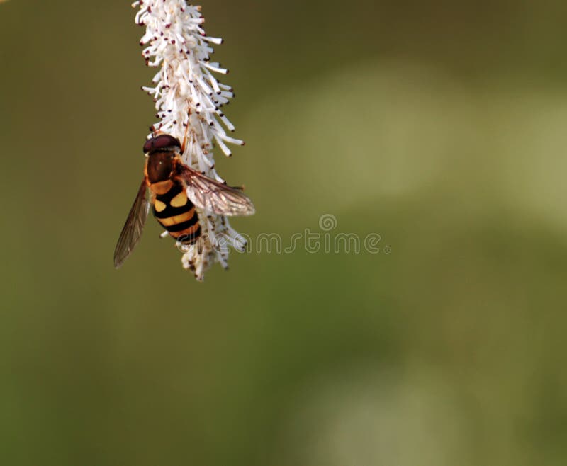 Honeybee; bee stock photo. Image of asia, lily, women - 123938962