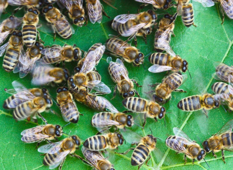 Community bees stock photo. Image of limb, role, entomology - 16681708