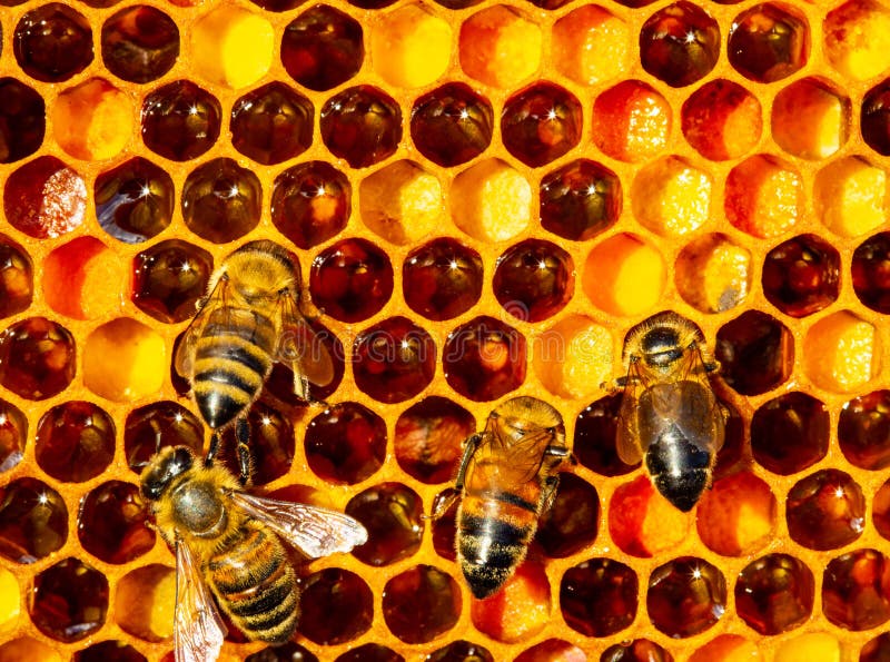 Bees are Placed in Pollen Cells Stock Photo - Image of golden, insect ...