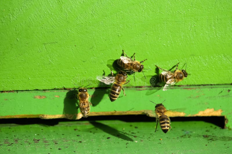 Bees Playing in Front of the Hive Stock Photo - Image of honeybee ...