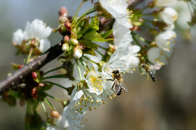 Bees Pollinate the Flowers of Spring Trees. Apiculture. Insects and ...