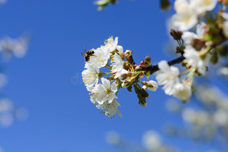 Bees Pollinate the Flowers of Spring Trees. Apiculture. Insects and ...