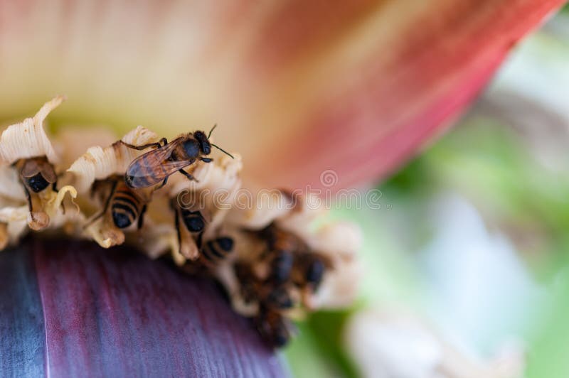 Bees Pollinating a Banana Flower Stock Photo - Image of banana, fruit ...