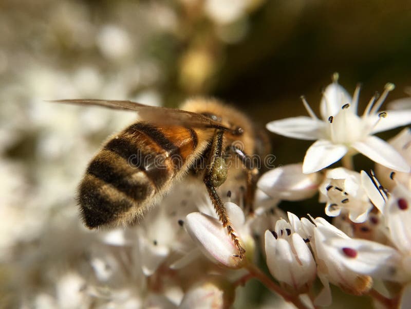Bees pollinating a flower stock image. Image of pollination - 185350005