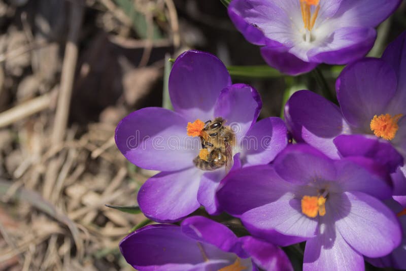 The Bees is Pollinating the Flower of Saffron Stock Image - Image of ...