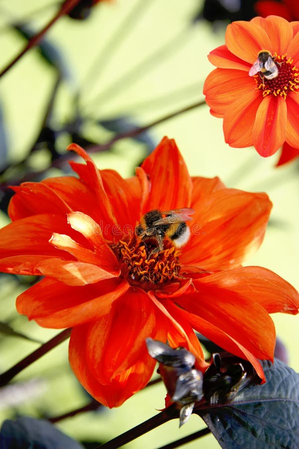 Bees pollinating flowers stock photo. Image of closeup - 13867880