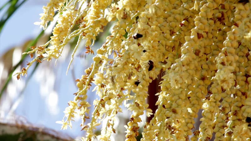 Bees Pollination Teamwork in Arecastrum Romanzoffianum Palm Tree ...