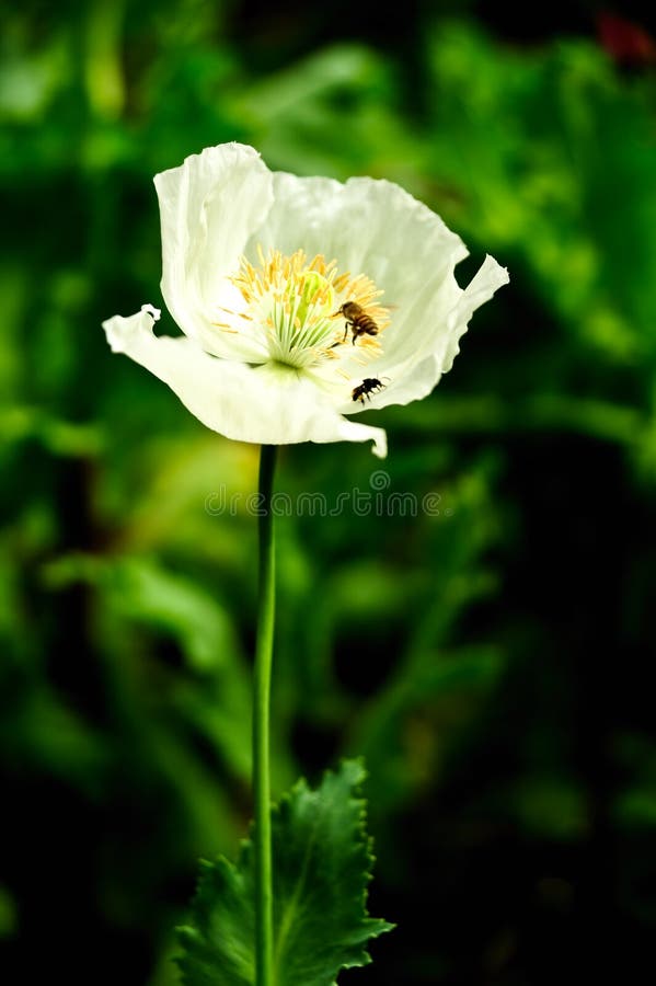 Bees and poppy flower stock photo. Image of garden, light - 19731828