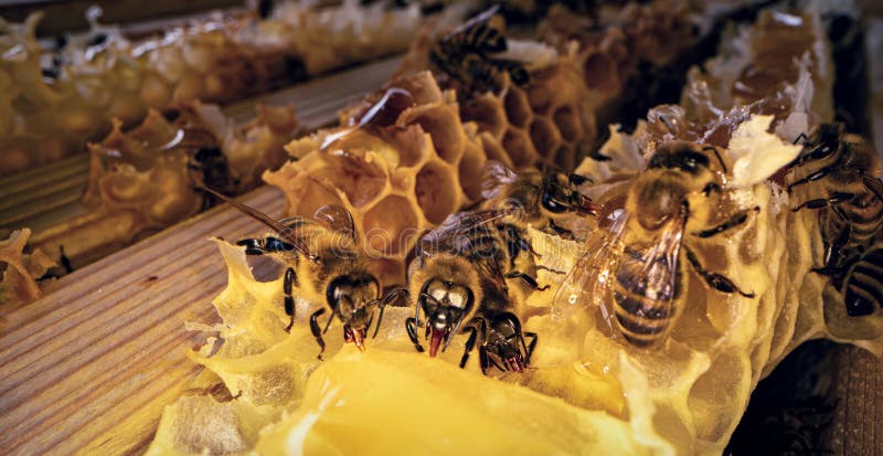 Bees Produce Fresh, Healthy, Honey Stock Photo - Image of colony ...