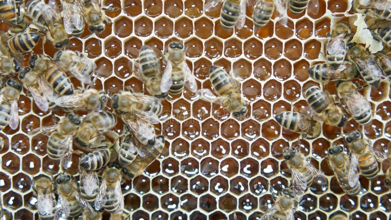 Colony of Bees Working in a Hive. Stock Footage - Video of honeycomb ...