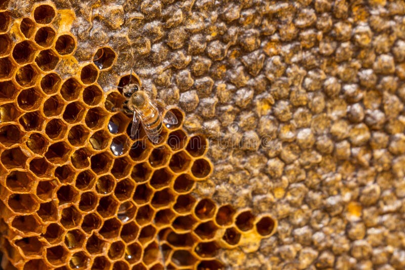 Bees Producing Honey in the Hive, Gurun, Sivas, Turkey Stock Image ...