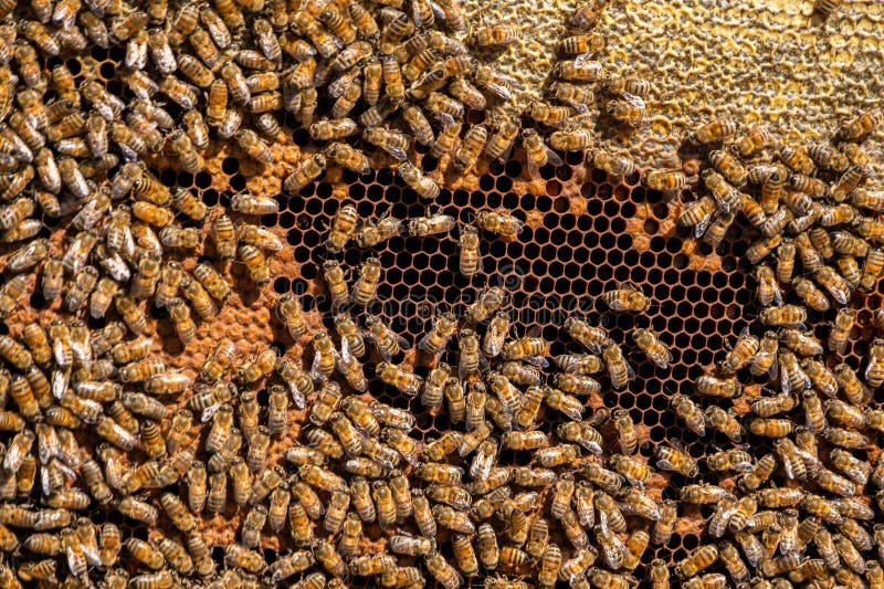 Bees Producing Honey in the Hive, Gurun, Sivas, Turkey Stock Photo ...