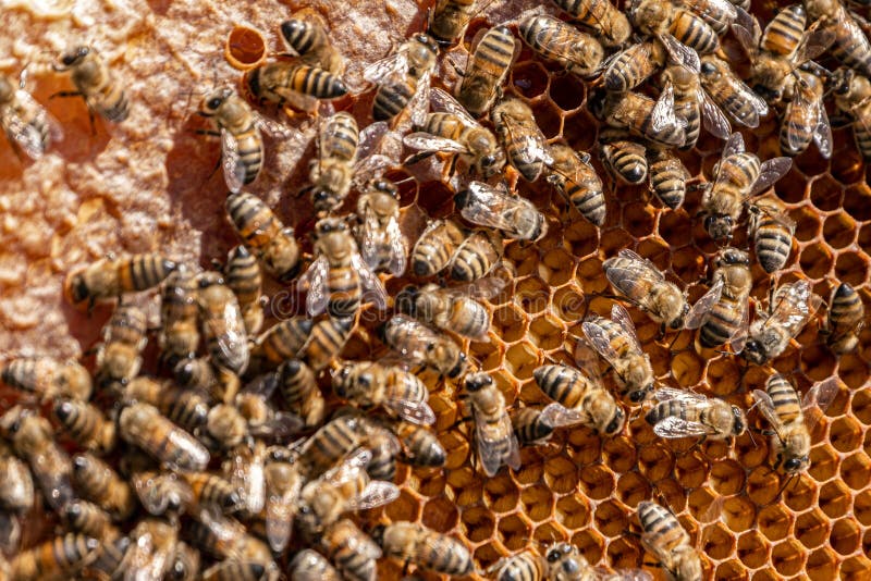 Bees Producing Honey in the Hive, Gurun, Sivas, Turkey Stock Image ...