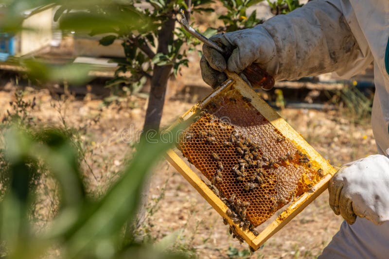 Bees Producing Honey in the Hive, Gurun, Sivas, Turkey Stock Image ...
