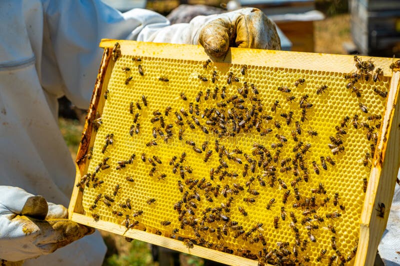 Bees Producing Honey in the Hive, Gurun, Sivas, Turkey Stock Image ...