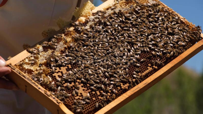 Bees Producing Honey in the Hive, Gurun, Sivas, Turkey Stock Footage ...