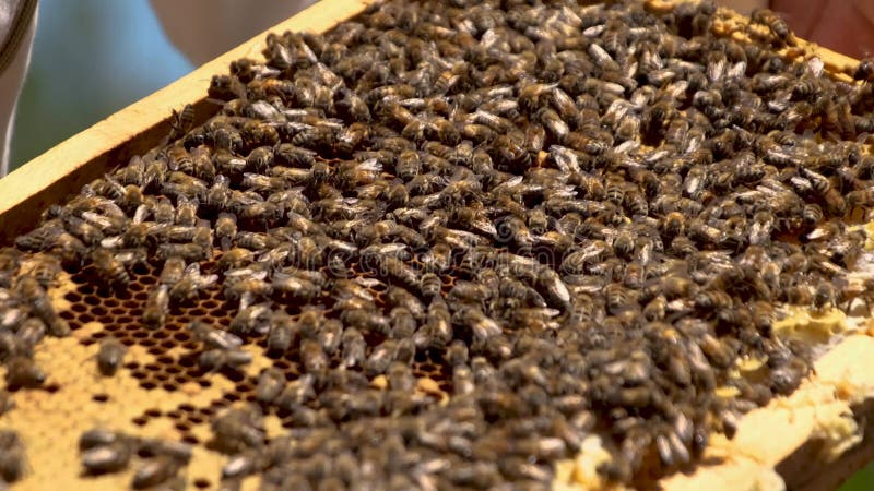 Bees Producing Honey in the Hive, Gurun, Sivas, Turkey Stock Footage ...